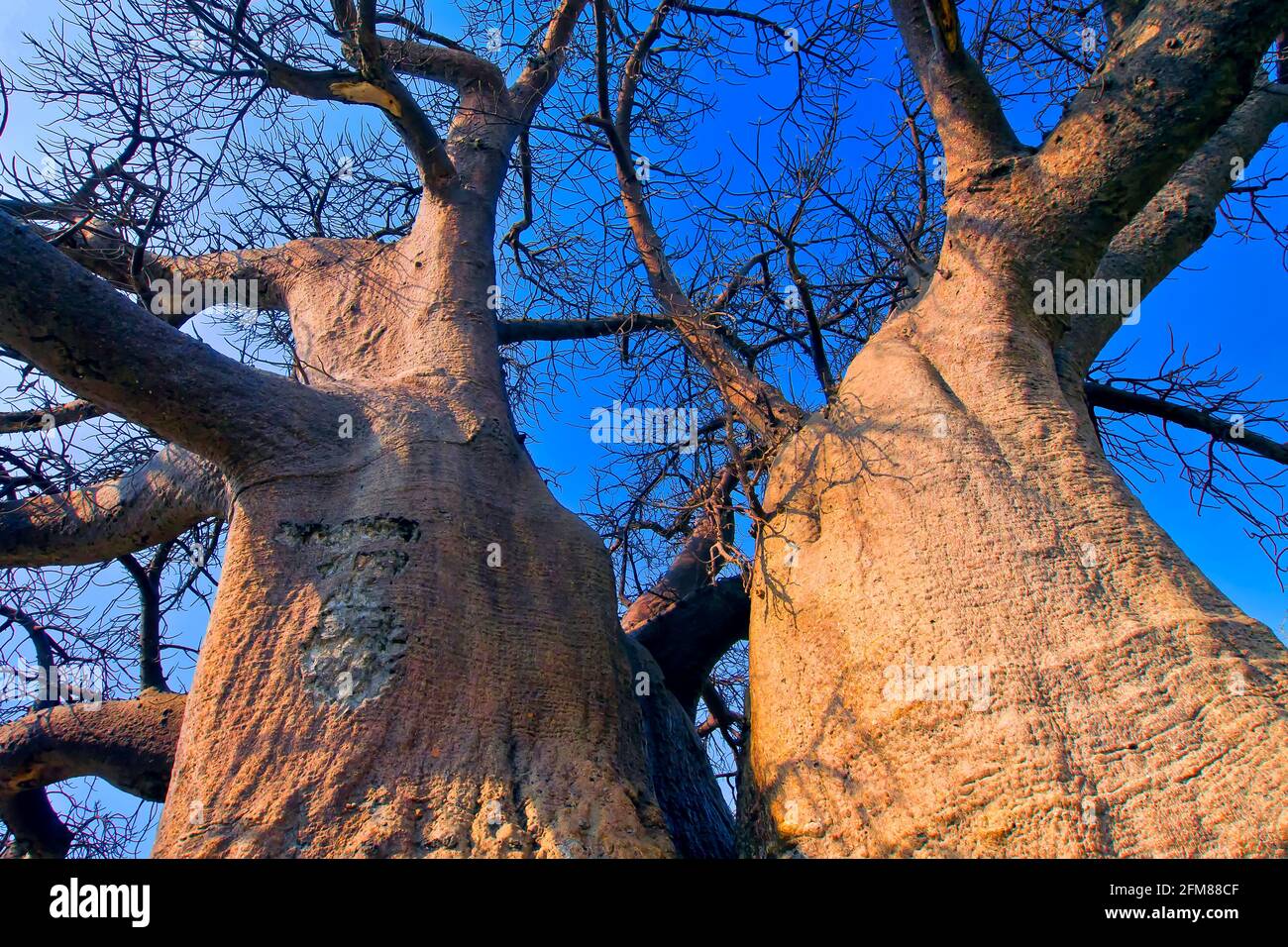 Chobe National Park Baobab Tree High Resolution Stock Photography and ...