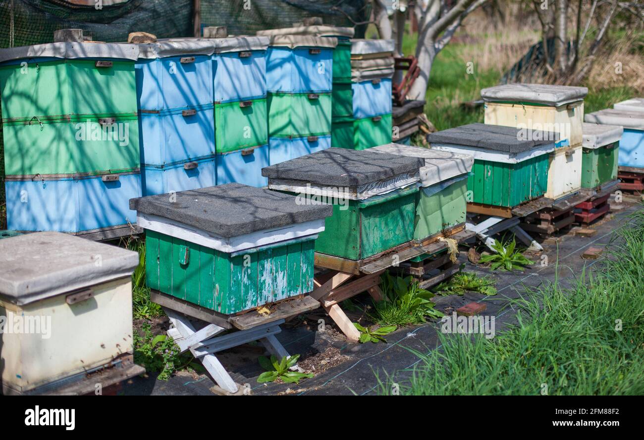 Bee hives in a garden Stock Photo - Alamy