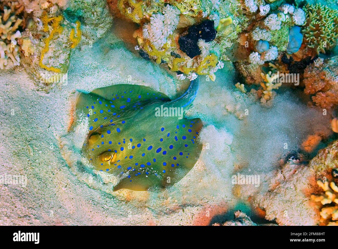 Blue spotted Ribbontail Ray, Taeniura lymma, Coral Reef, Red Sea, Egypt ...