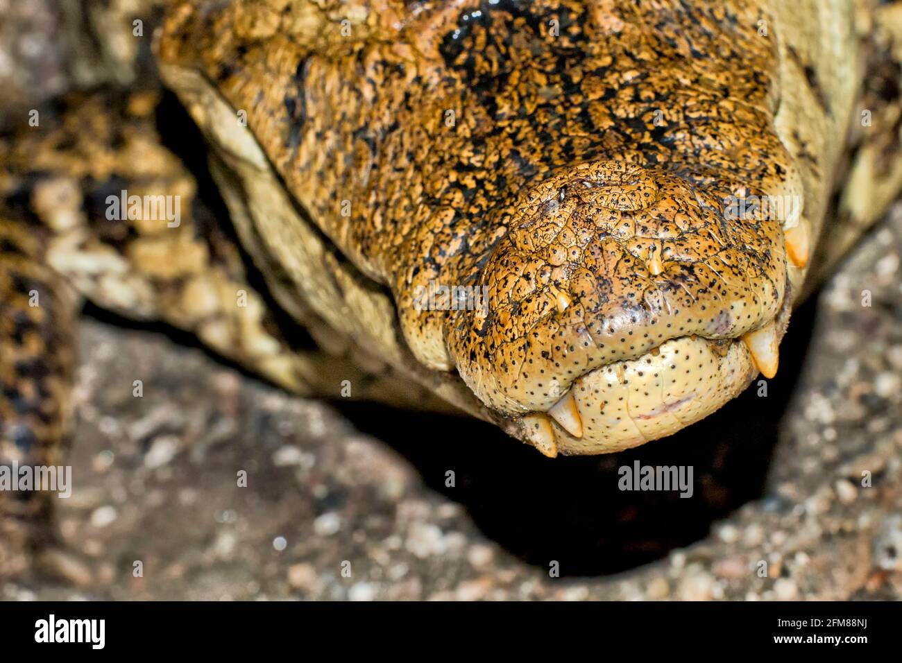 Spectacled Caiman, White Caiman, Common Caiman, Caiman crocodilus ...