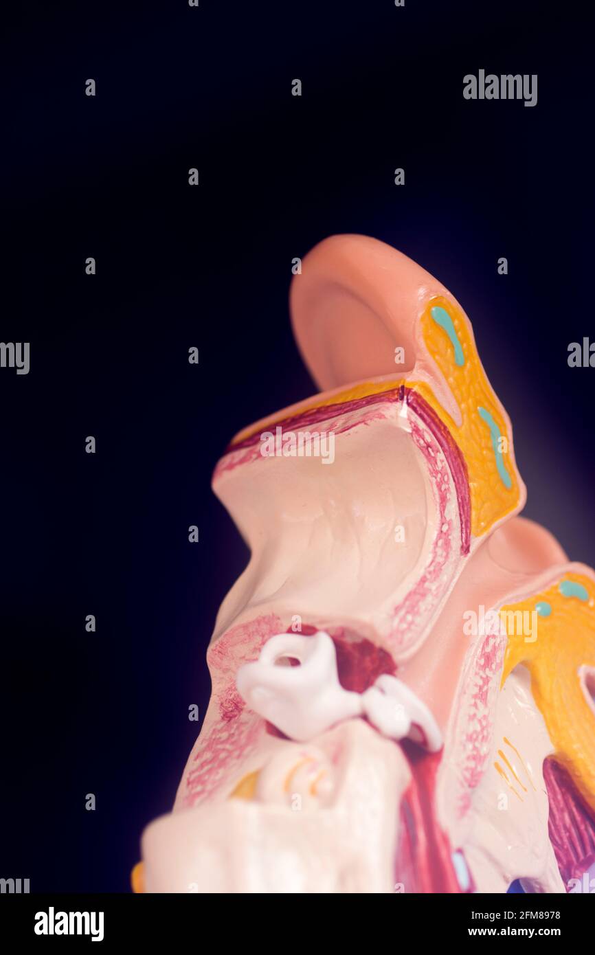 Hearing ear medical teaching model Stock Photo - Alamy