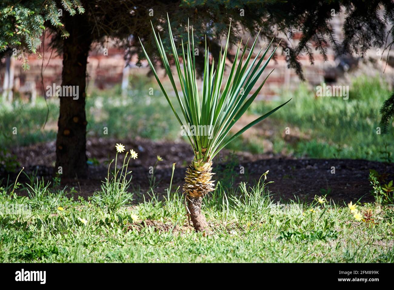 Small pineapple growing on pineapple hi-res stock photography and ...