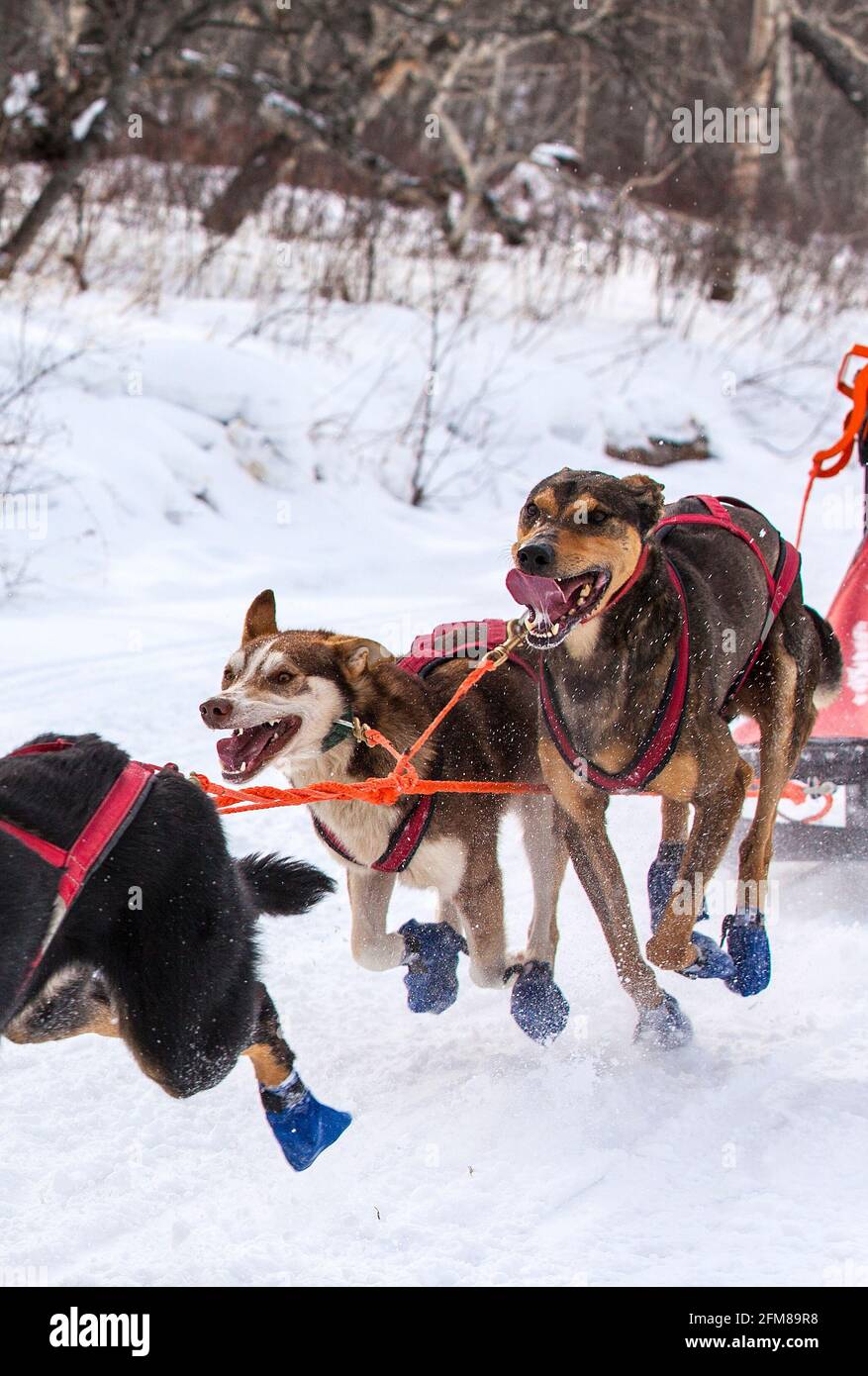 Pulling competitions hi-res stock photography and images - Alamy
