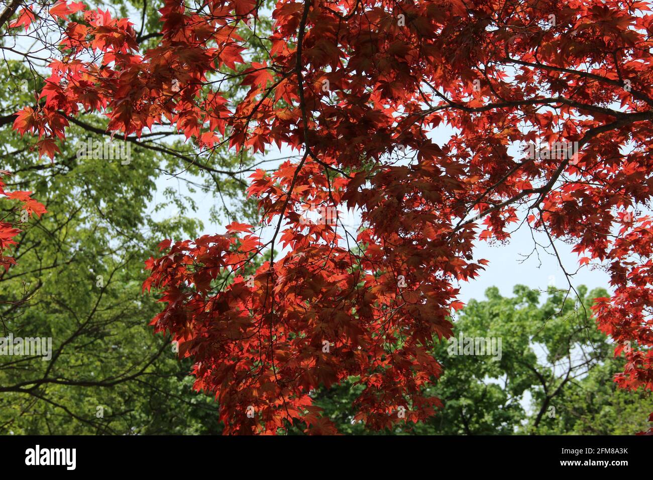 Colourful red leaves on a Japanese Maple tree in Seoul, South Korea ...