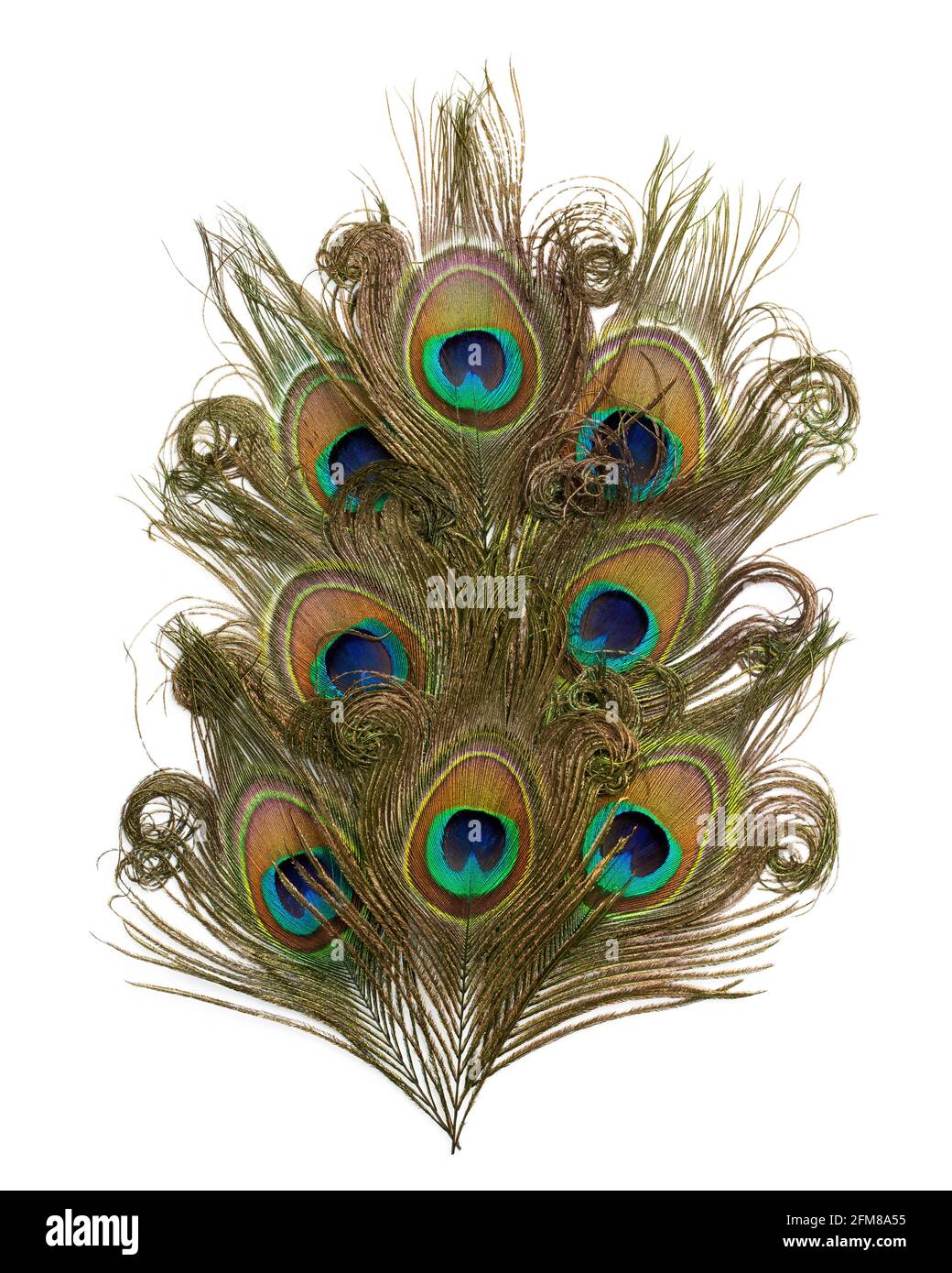 Peacock feathers isolated on white background Stock Photo - Alamy