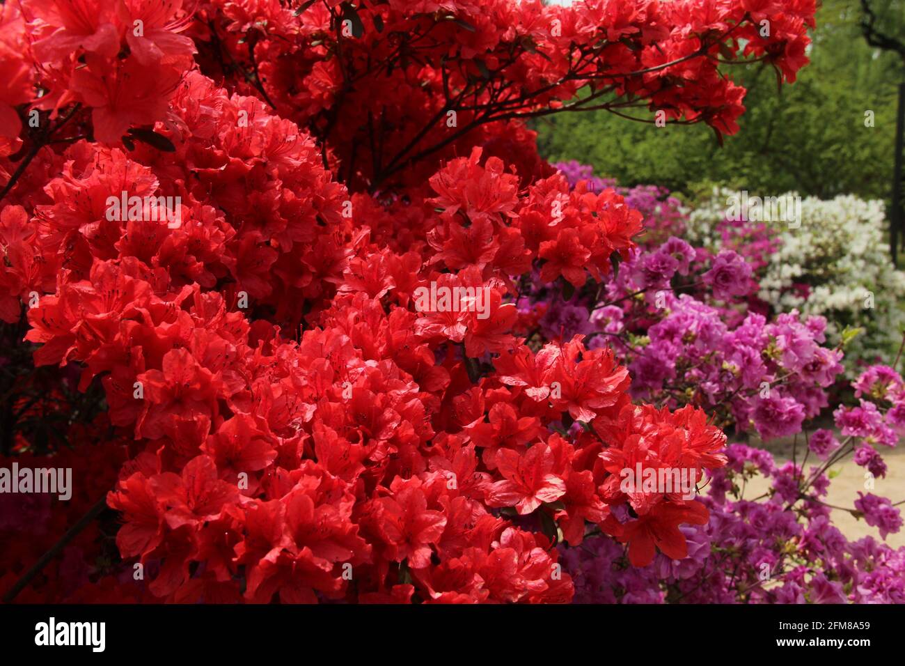 Bright red flowers of an azalea bush in Seoul, South Korea Stock Photo ...