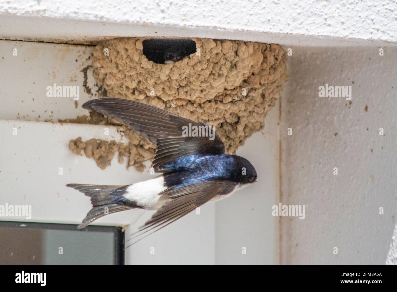 House Martins (delichon Urbicum) building their nests in the corner of ...