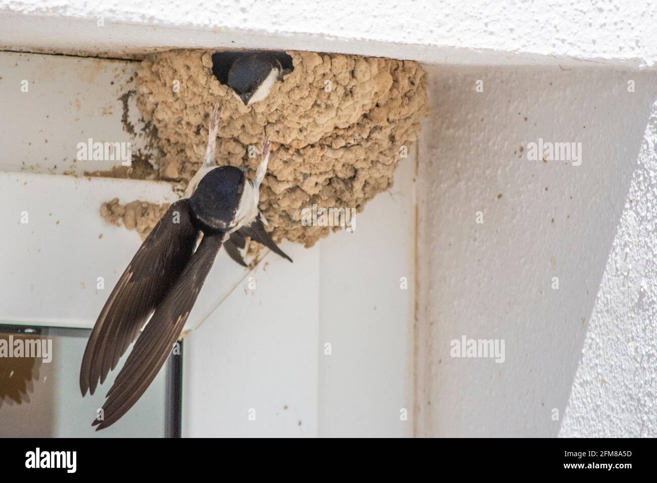 House Martins (delichon Urbicum) building their nests in the corner of ...