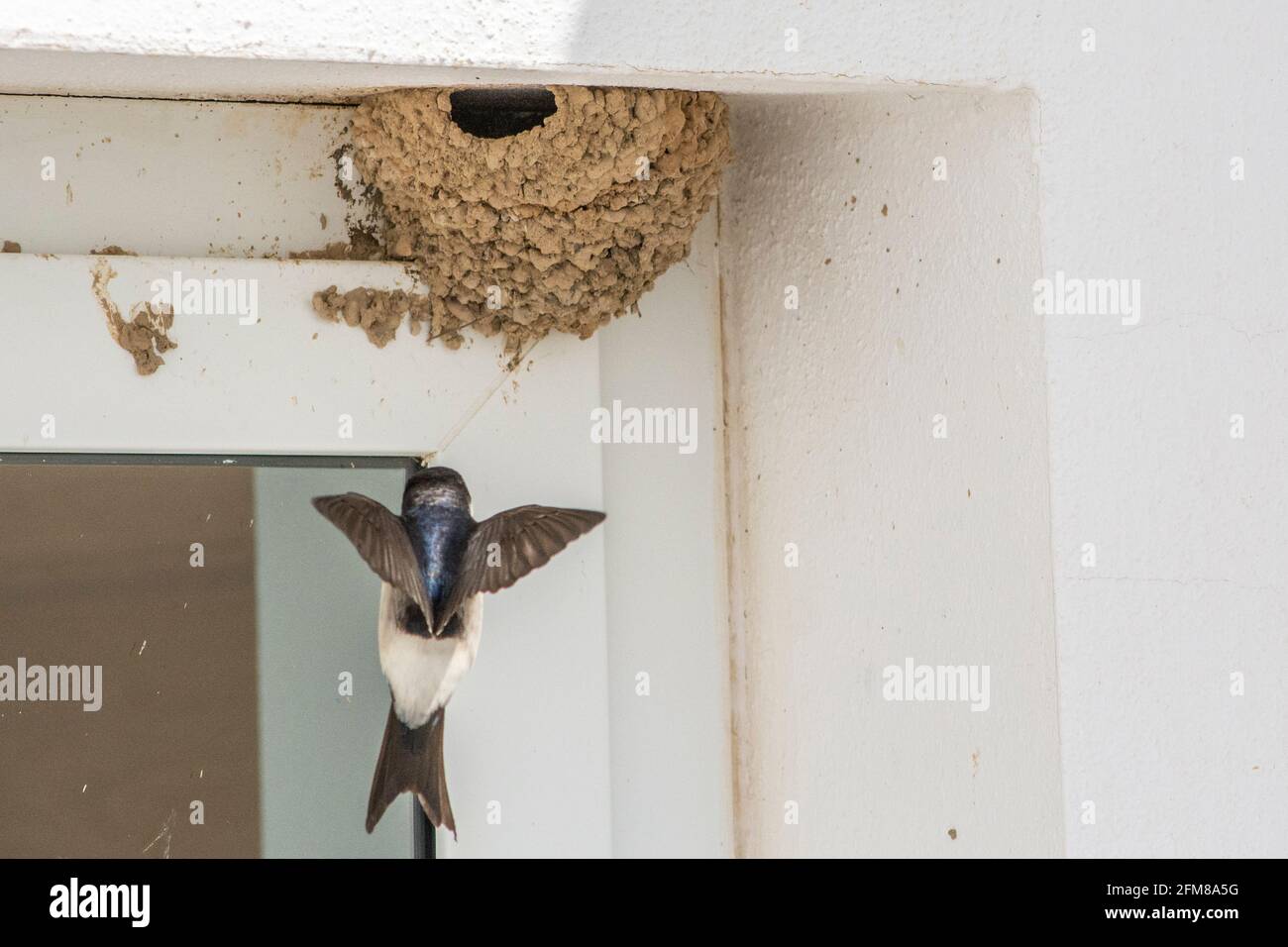 House Martins (delichon Urbicum) building their nests in the corner of ...