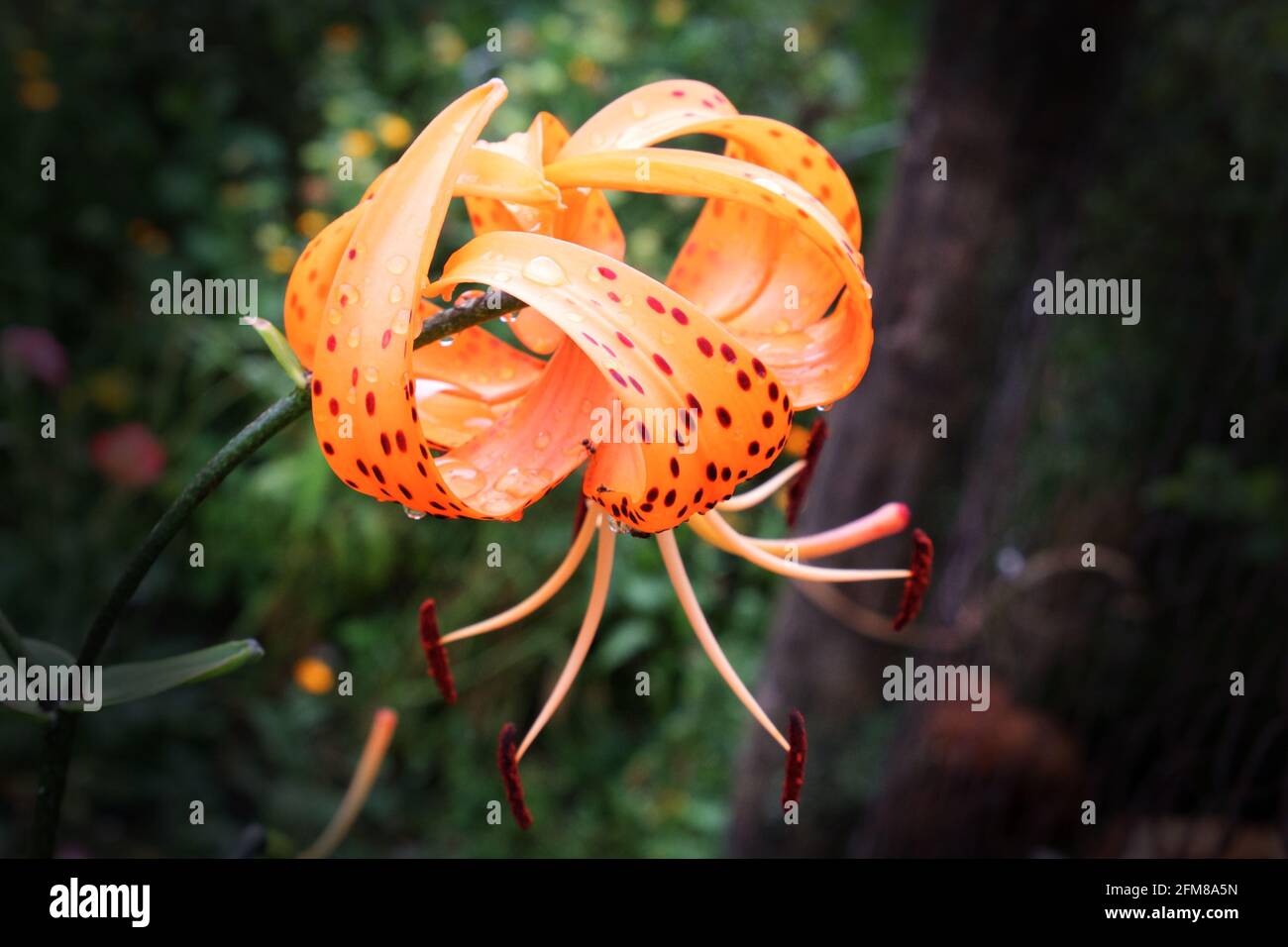 Spotted lily hi-res stock photography and images - Alamy
