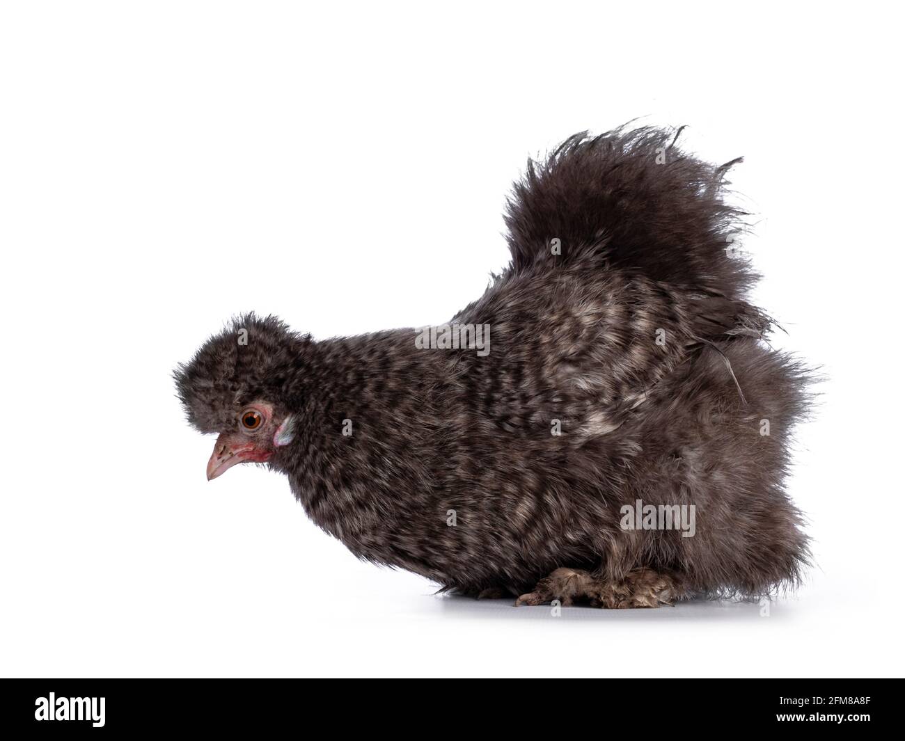 Fluffy cuckoo Silkie chicken, standing side ways, head down to pick ...