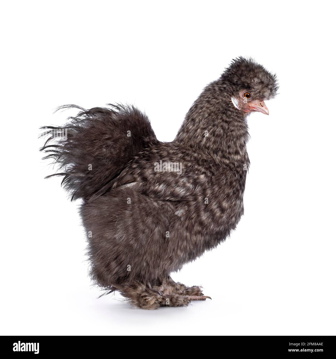 Fluffy cuckoo Silkie chicken, standing side ways, looking straight ...