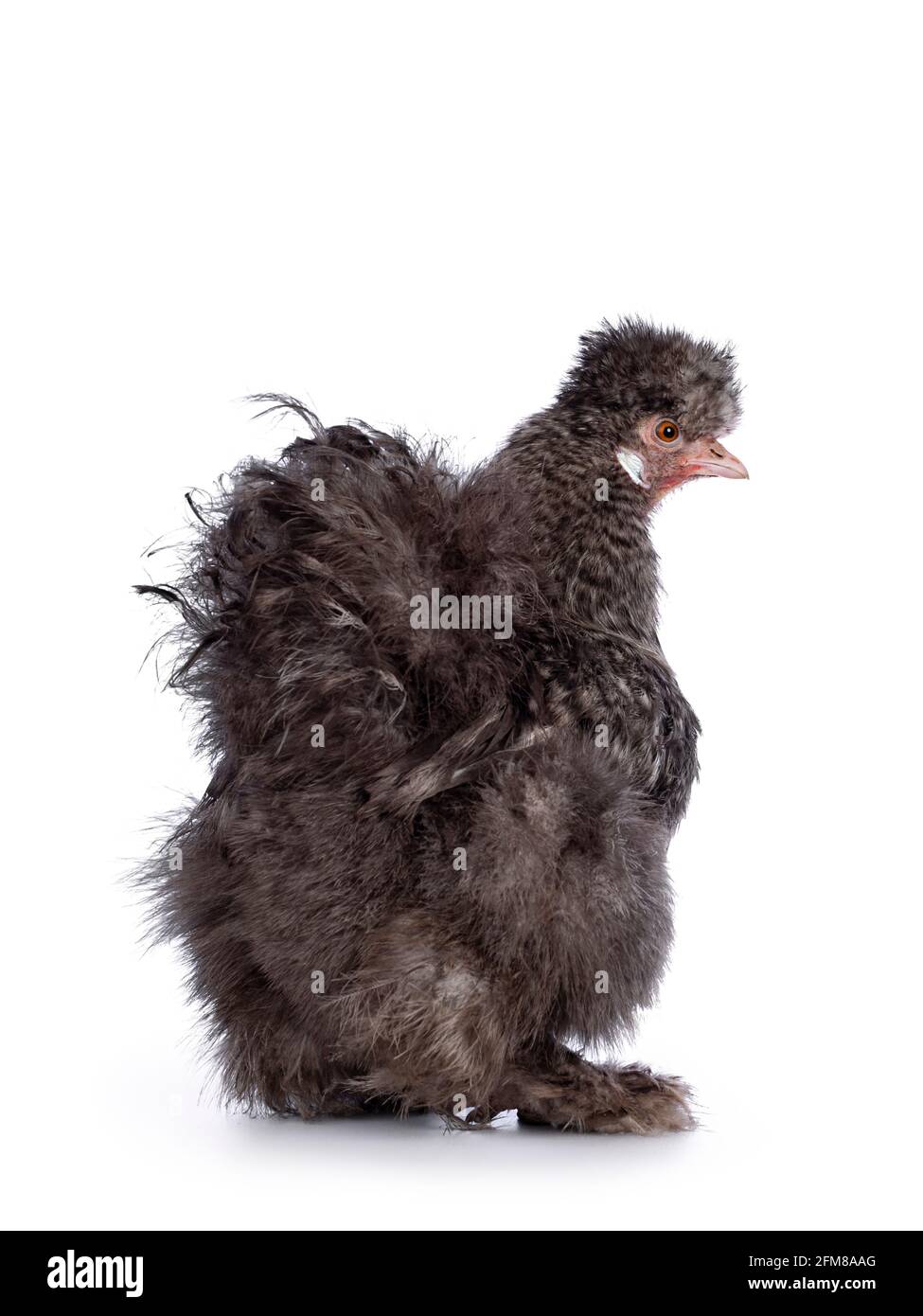 Frizzle Silkie Chicken
