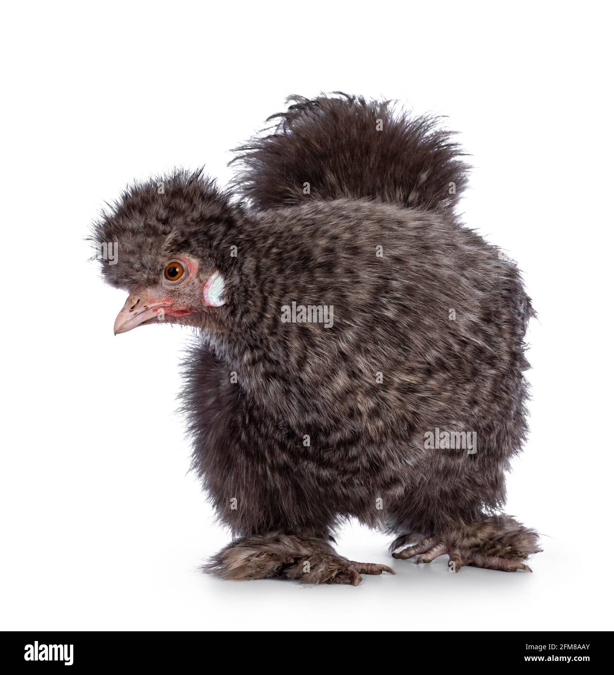 Head shot of fluffy cuckoo Silkie chicken, standing facing front ...