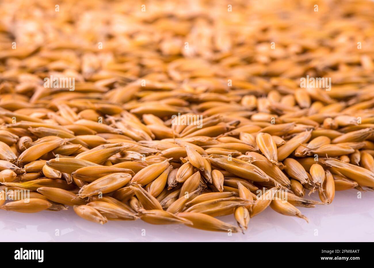 natural oat grains with shadow for background, closeup shot. Heap of ...