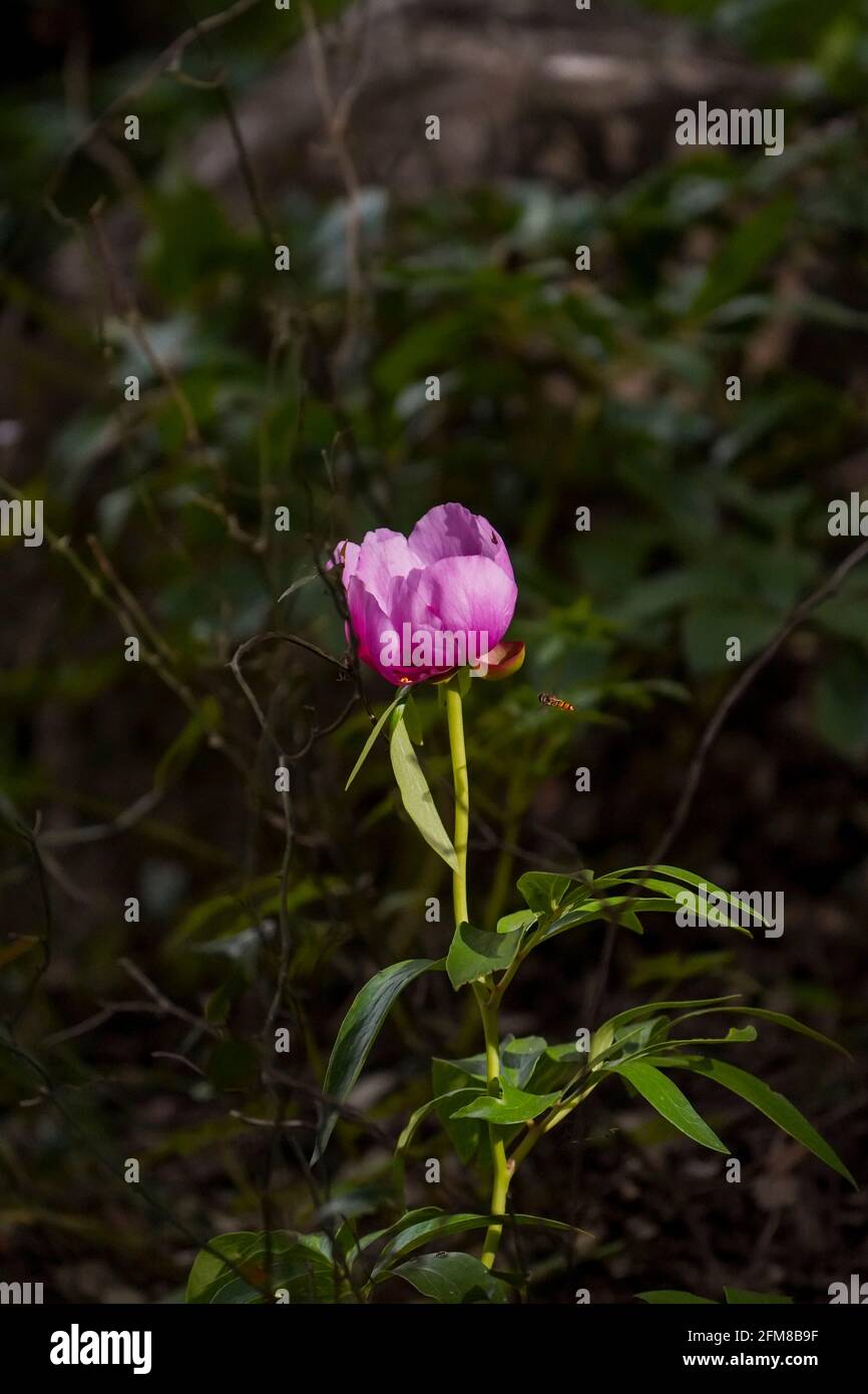 Wild peony, Paeonia Broteri, wildflower in Andalusia, Spain Stock Photo ...