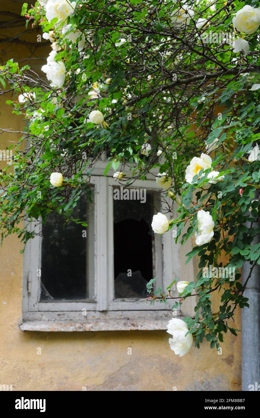 White roses rambling around a window of old grunge house Stock Photo ...
