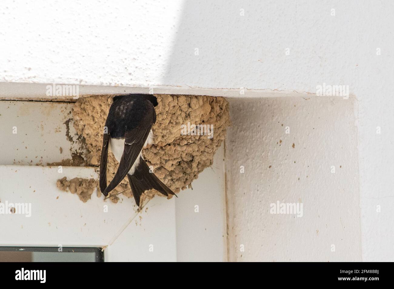 House Martins (delichon Urbicum) building their nests in the corner of ...