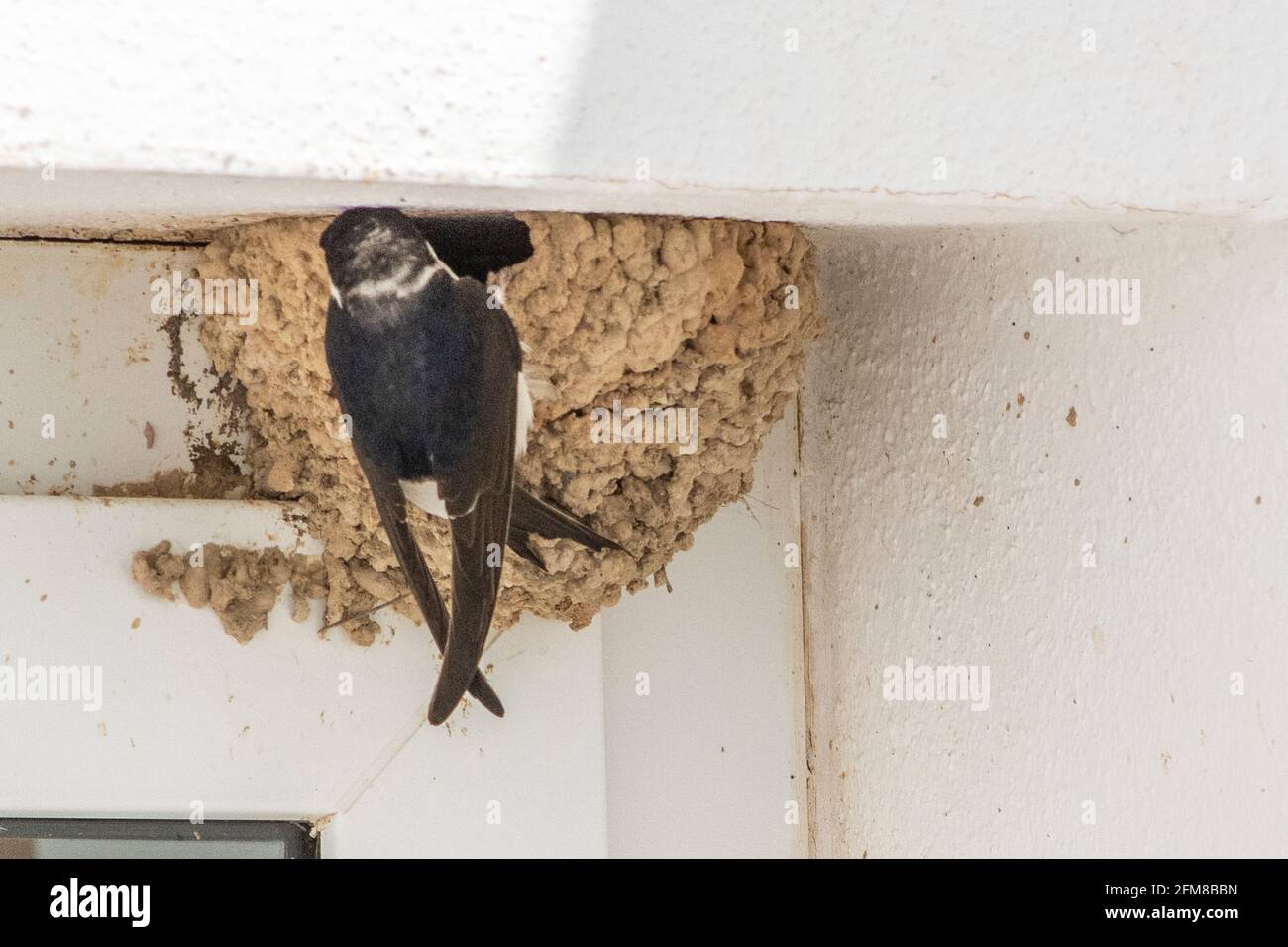 House Martins (delichon Urbicum) building their nests in the corner of ...