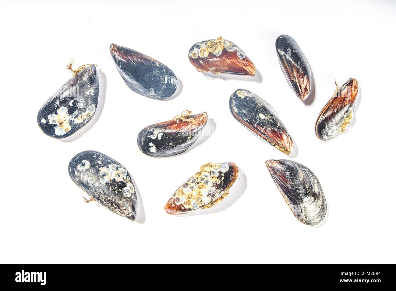 Raw seafood mussels isolated on white background, open and closed ...