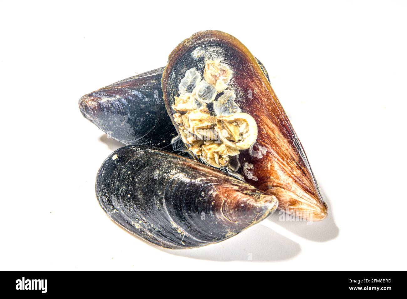 Raw seafood mussels isolated on white background, open and closed ...