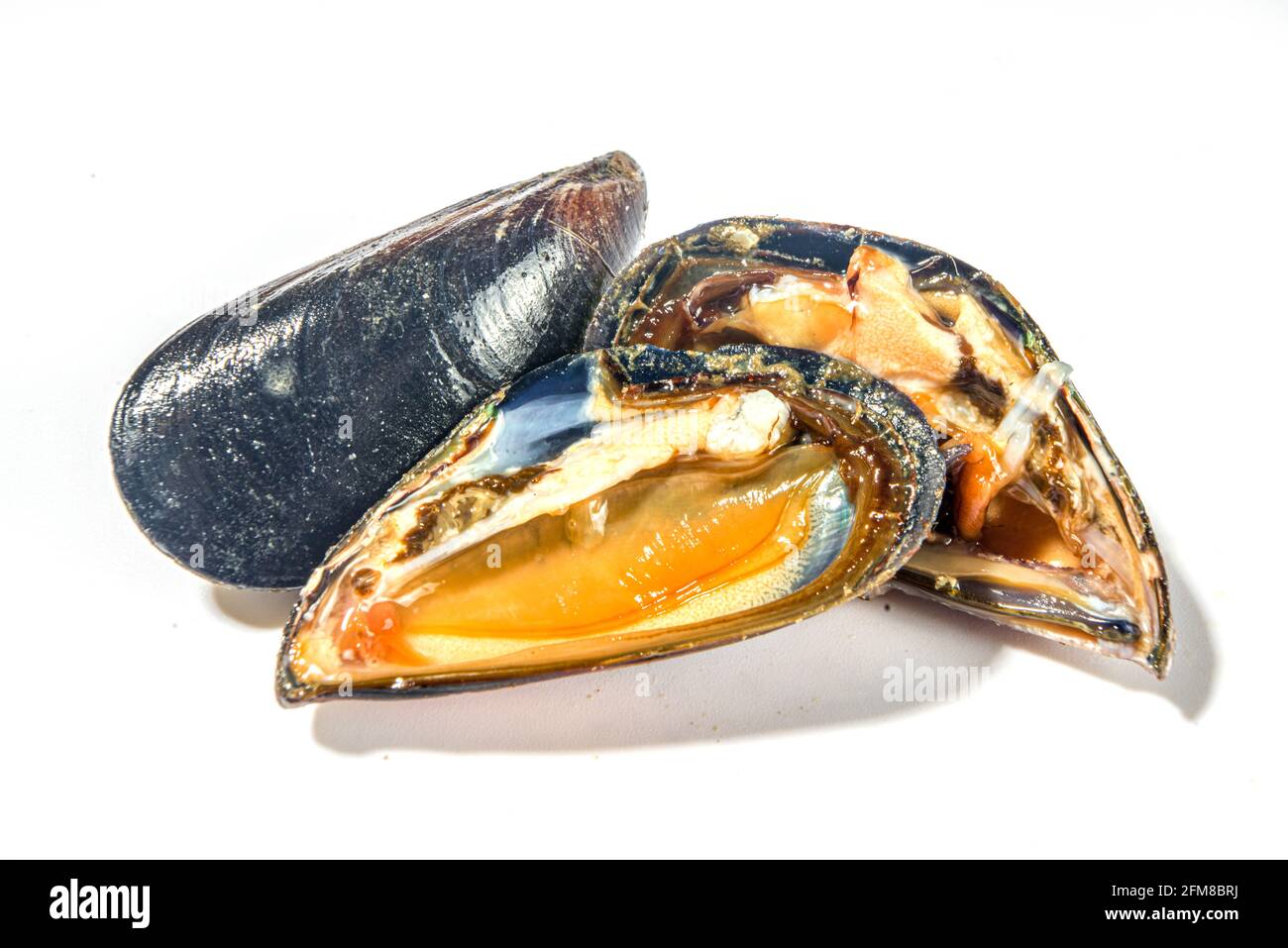 Raw seafood mussels isolated on white background, open and closed ...