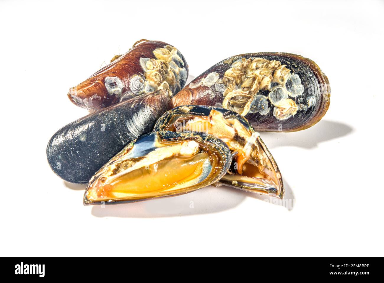 Raw seafood mussels isolated on white background, open and closed ...