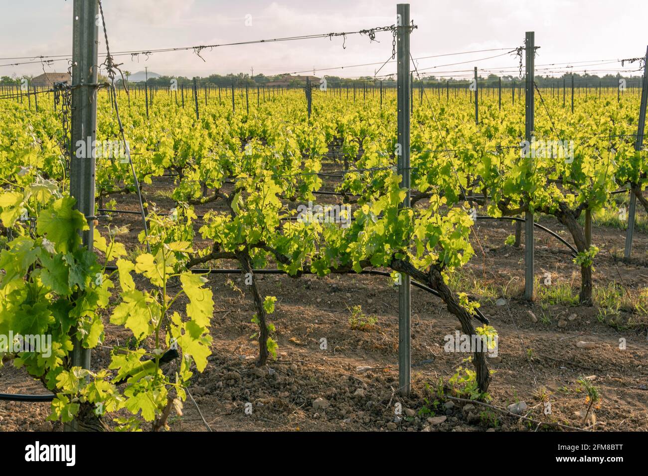 Sprouting vines of vine hi-res stock photography and images - Alamy