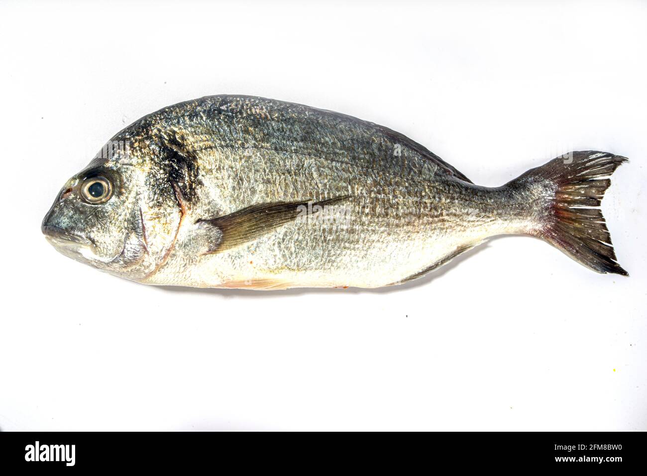 Raw dorado fish on white background isolated Stock Photo - Alamy