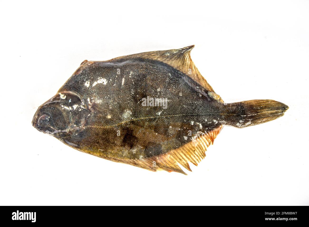 Raw fish flounder on white background isolated Stock Photo - Alamy