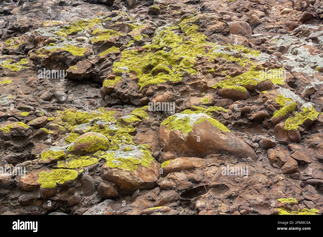 Rock of small smooth stones covered with green moss and lichen ...