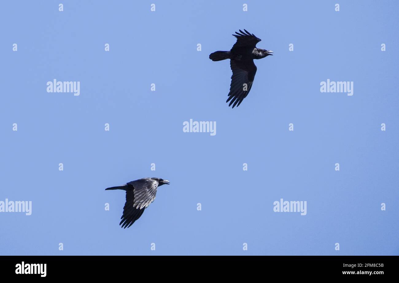 Flying ravens hi-res stock photography and images - Alamy