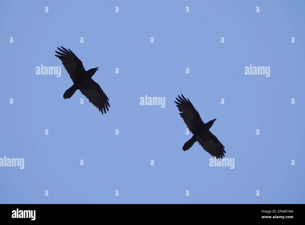 Flying ravens hi-res stock photography and images - Alamy