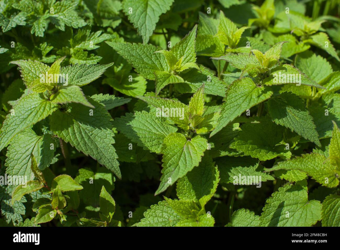 Stinging nettle leaves, background. Green texture of nettle. Top view ...