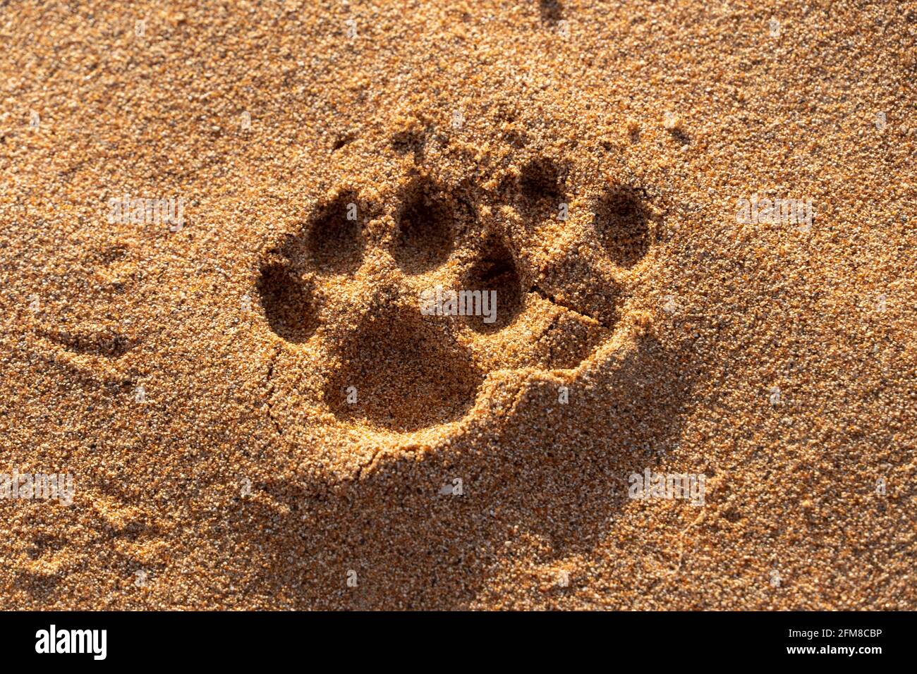 Fox Tracks In Sand