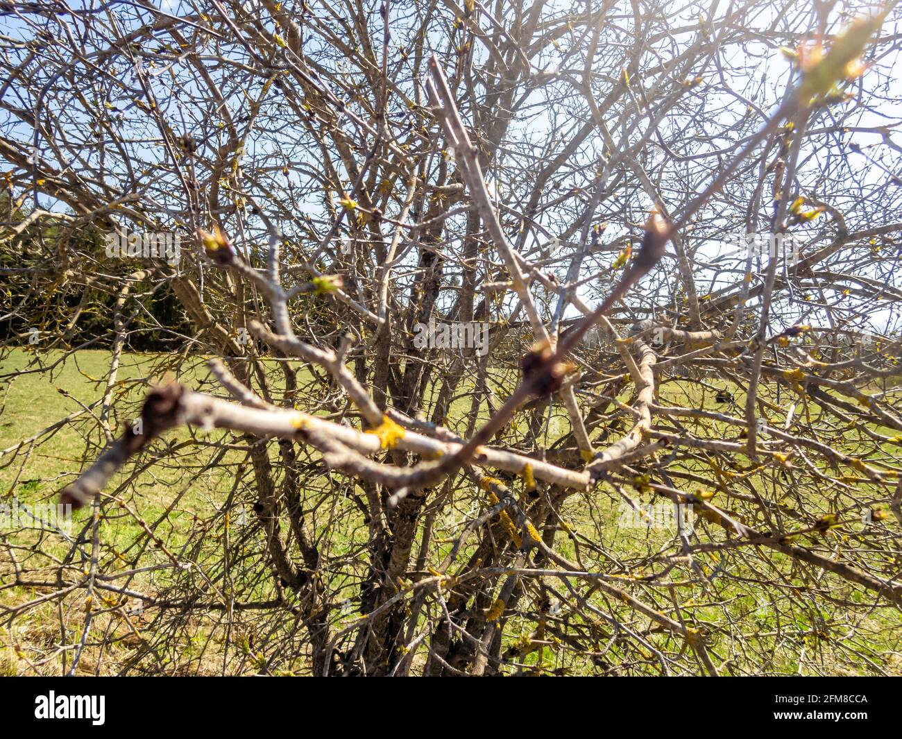 Dry tree in a park Stock Photo - Alamy