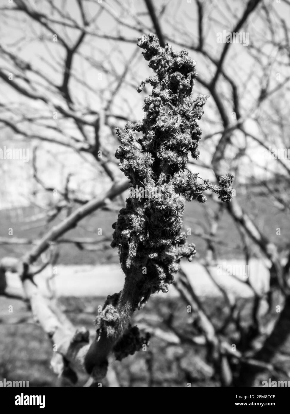 Grayscale shot of tree branches Stock Photo - Alamy