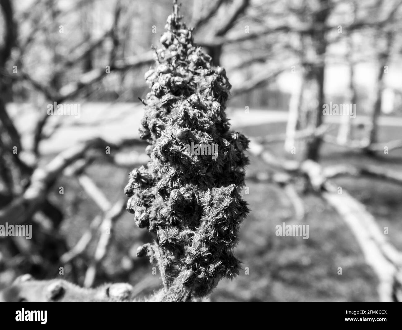 Branches day Black and White Stock Photos & Images - Alamy