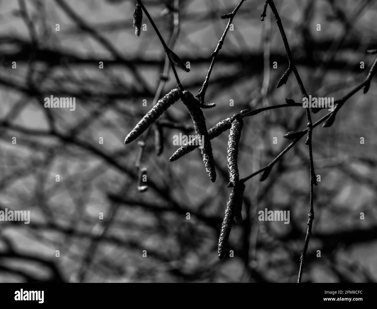 Branches day Black and White Stock Photos & Images - Alamy