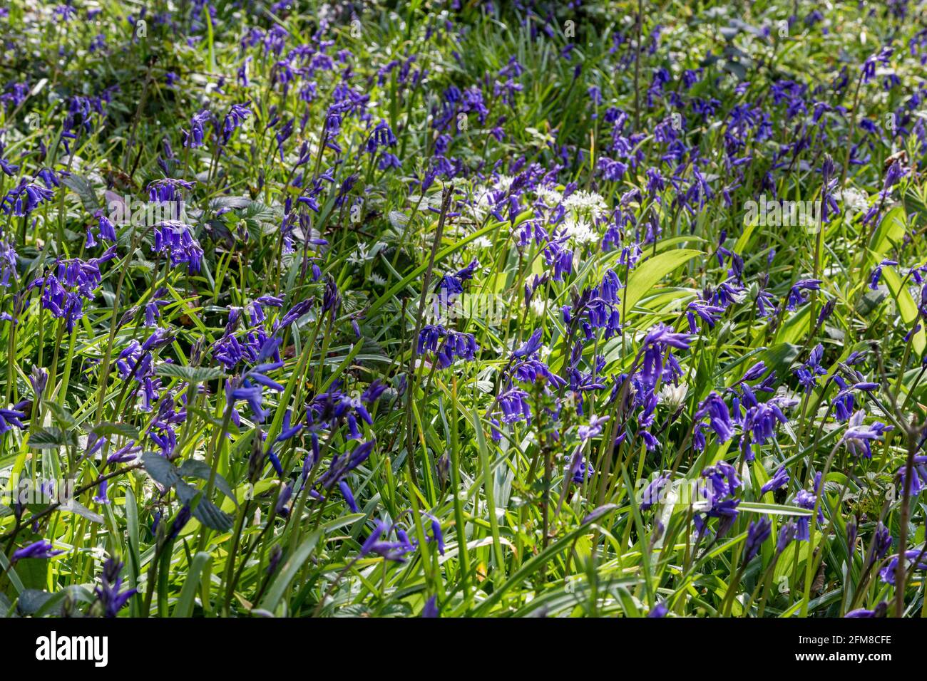 Woodland Life Cycle High Resolution Stock Photography and Images - Alamy