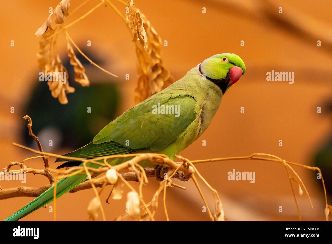 A close up of a Rose-Ringed Parakeet (Psittacula krameri) in a tree ...