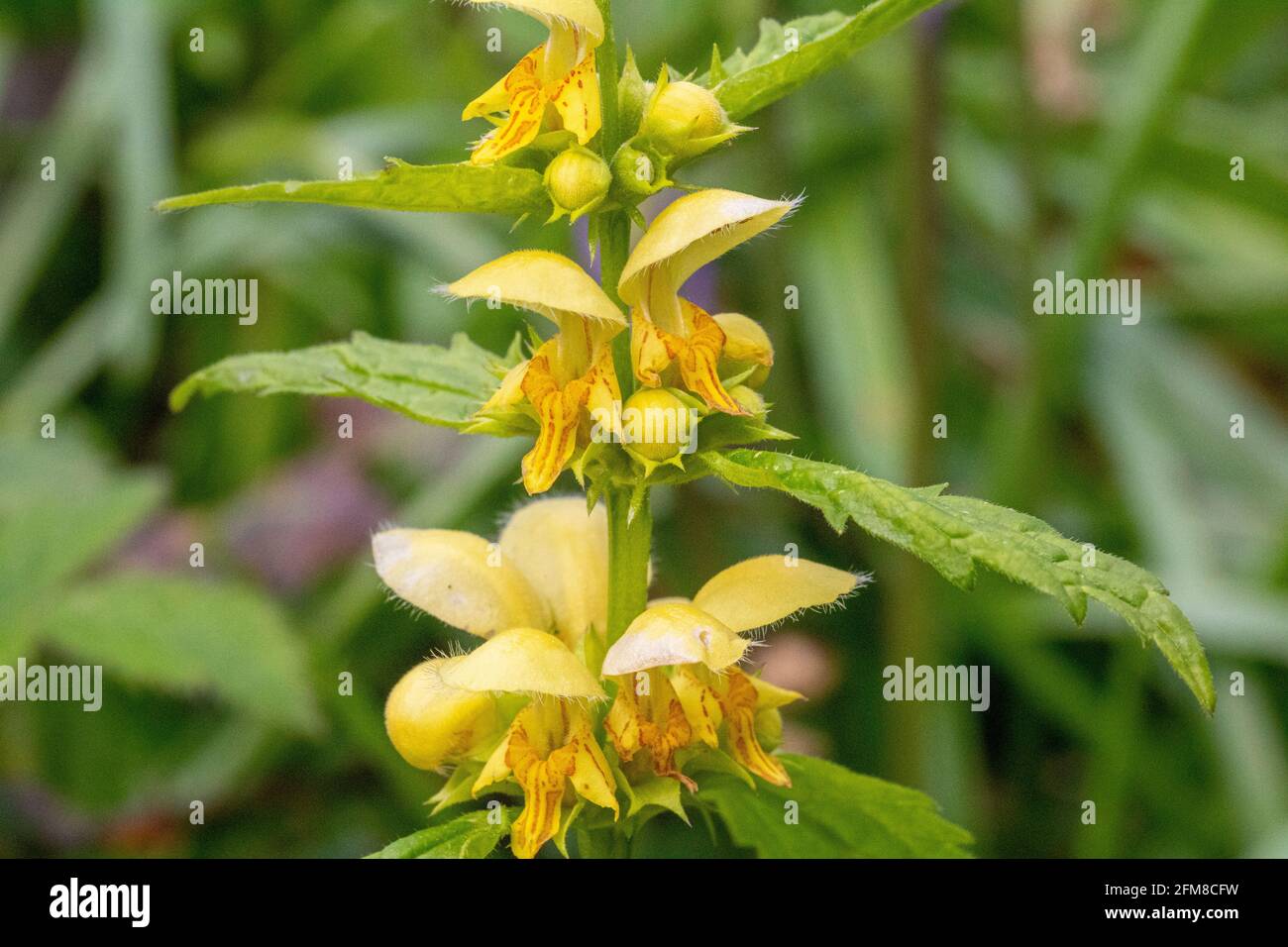 Archangel flower hi-res stock photography and images - Alamy