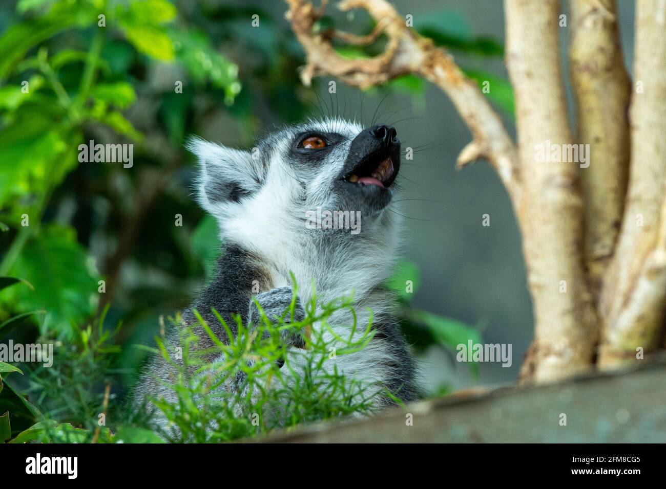 A ring-tailed lemur head close up (Lemur catta) with mouth open in the ...