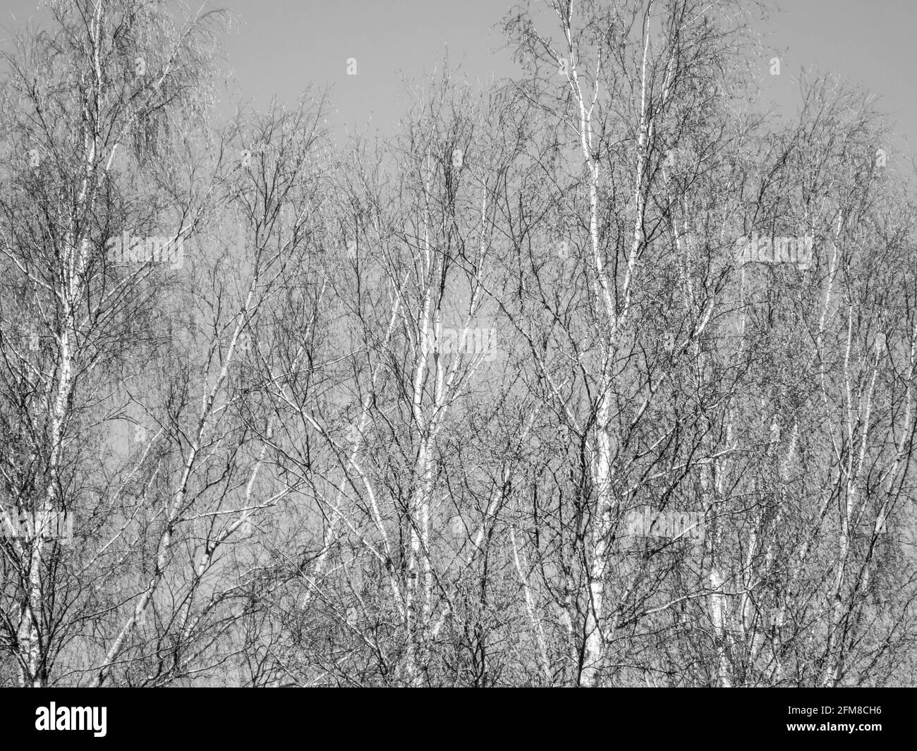 Grayscale shot of trees in a park Stock Photo - Alamy