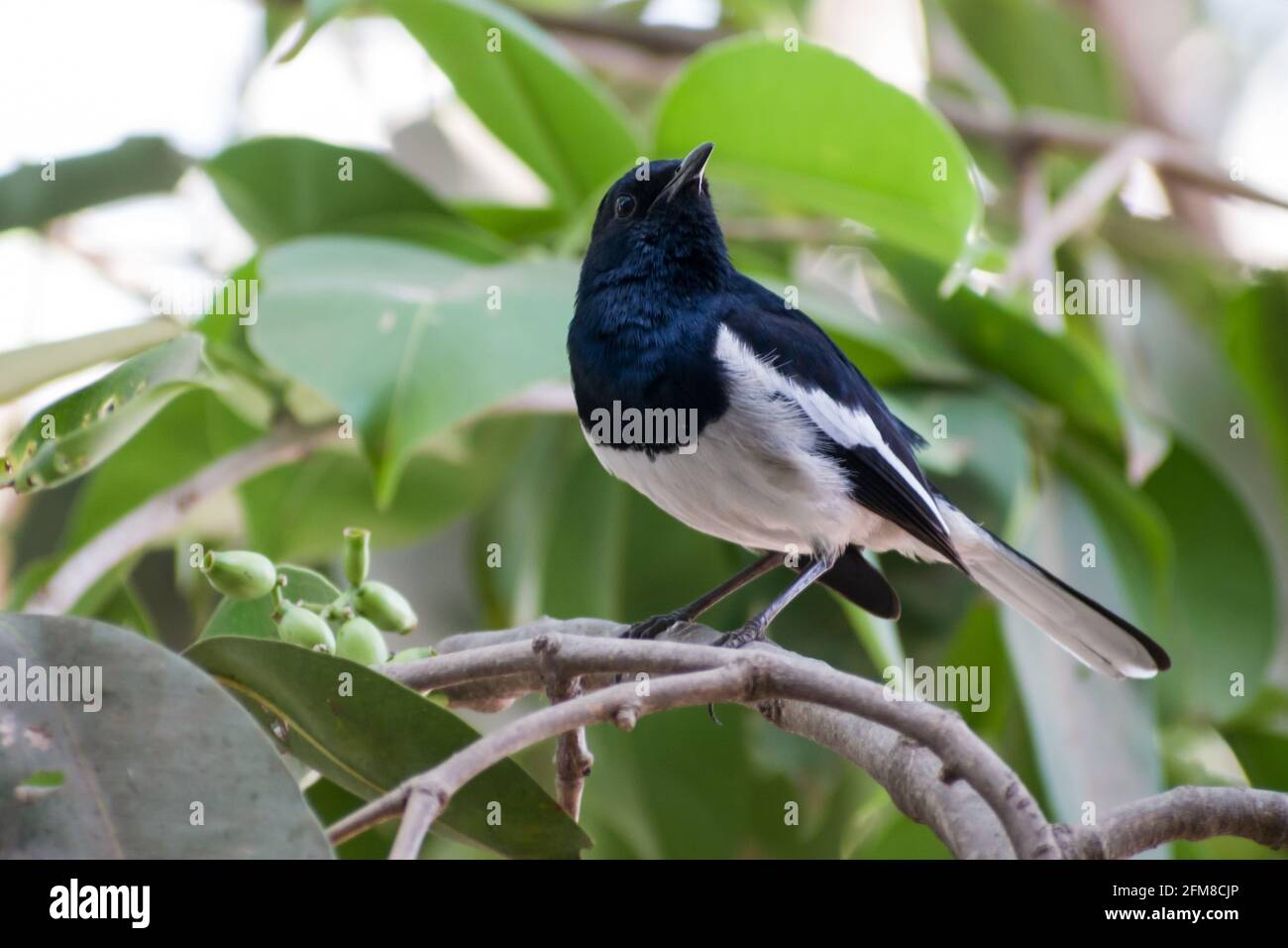 An Oriental Magpie Robin (Male) sitting on a branch on a tree in Mumbai ...