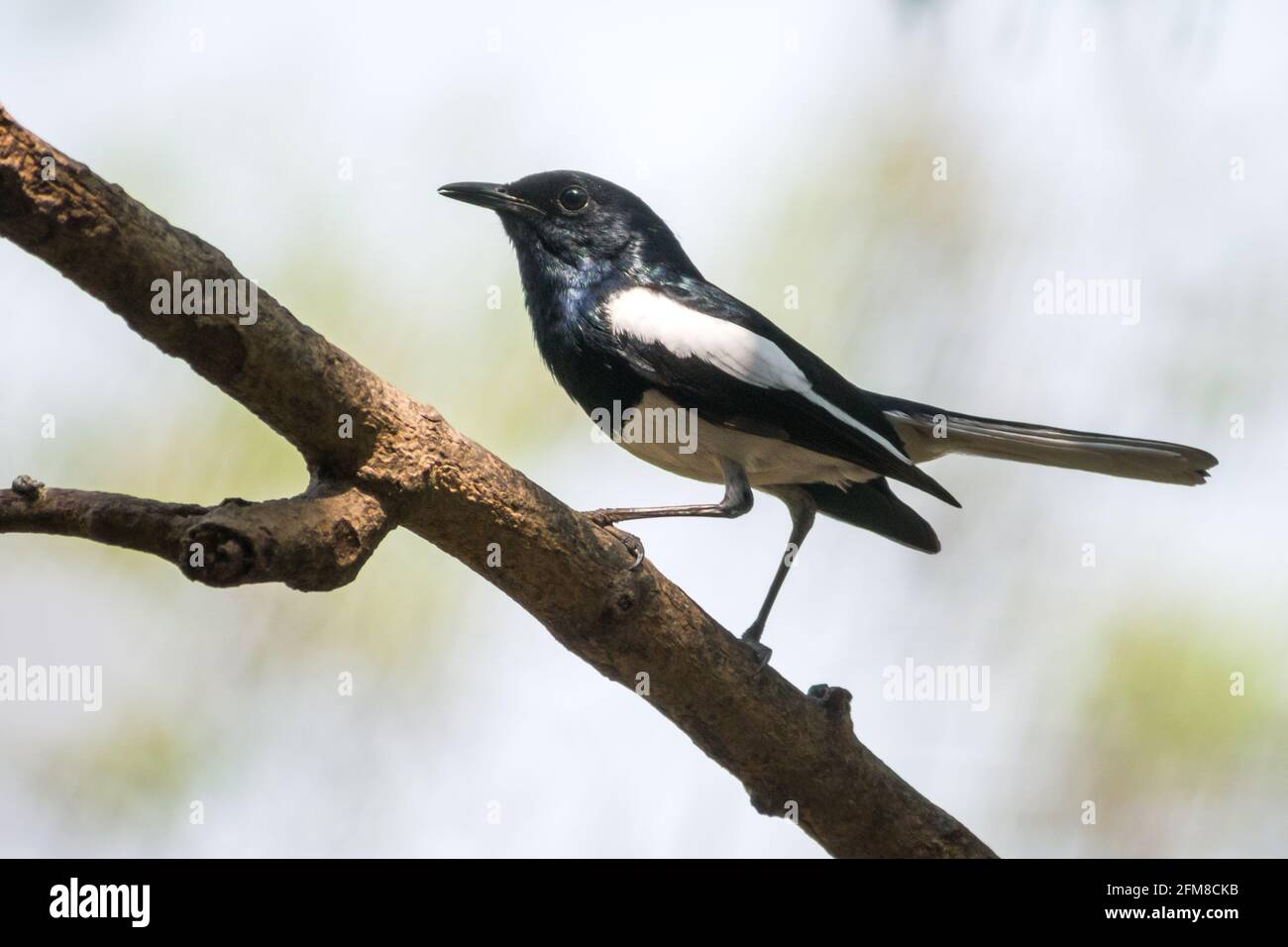 An Oriental Magpie Robin (Male) sitting on a branch on a tree in Mumbai ...