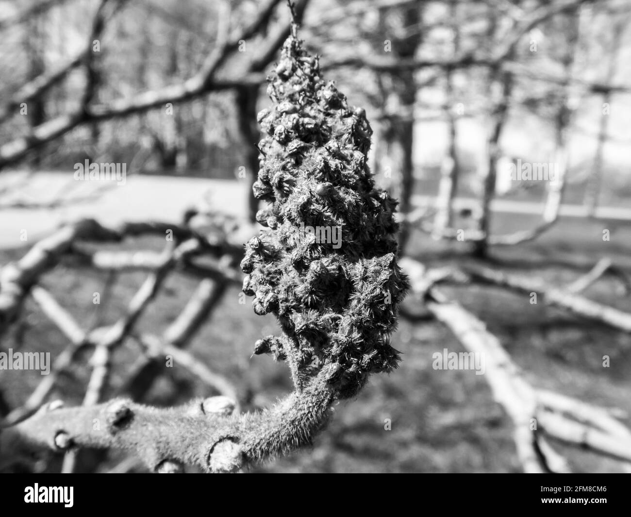 Grayscale shot of tree branch Stock Photo - Alamy