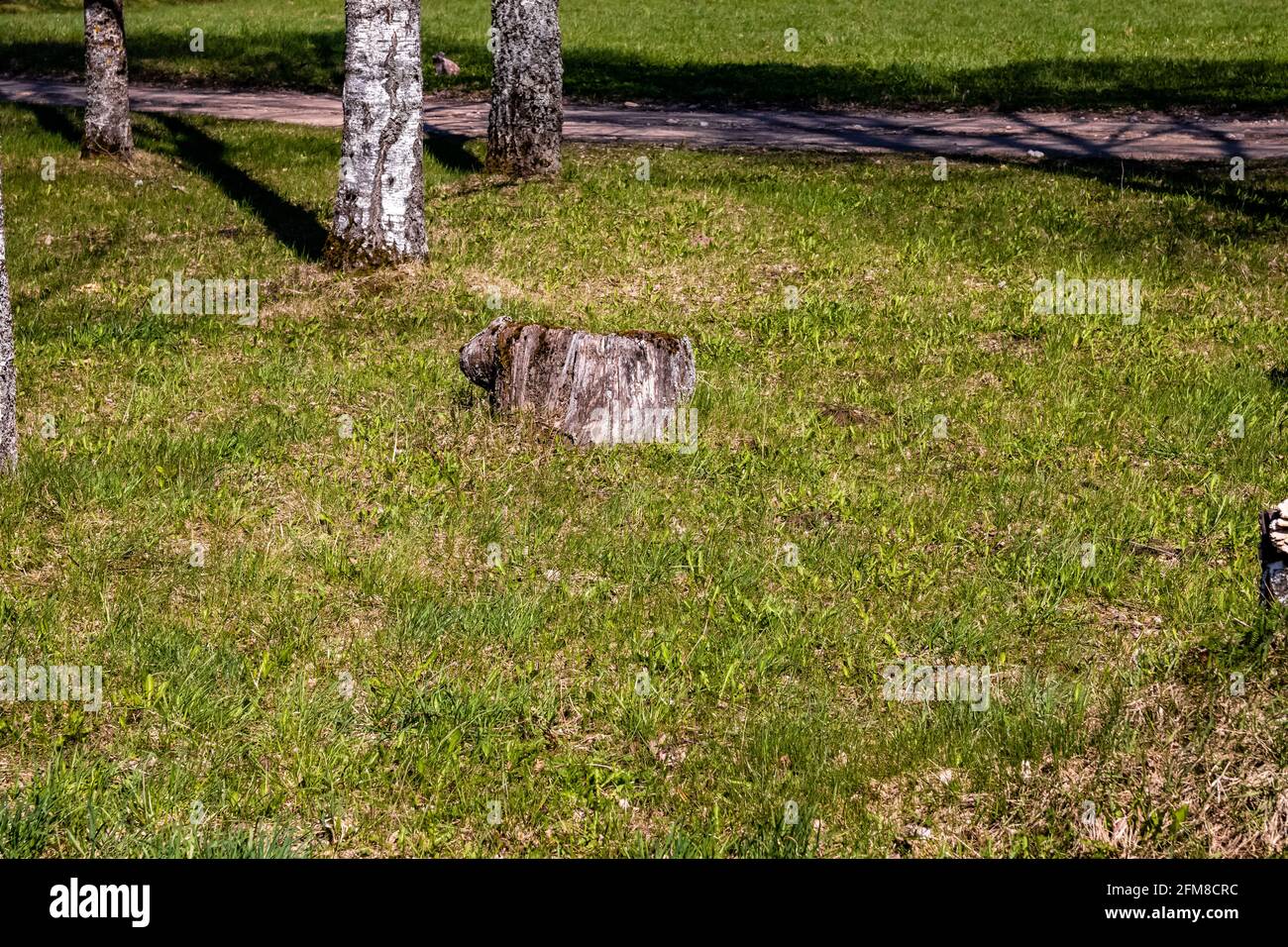 Stumps in park hi-res stock photography and images - Alamy
