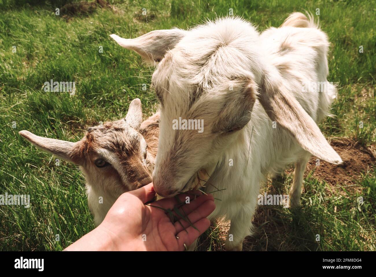 Goat child on a farm in the village. The child feeds the goat from the ...