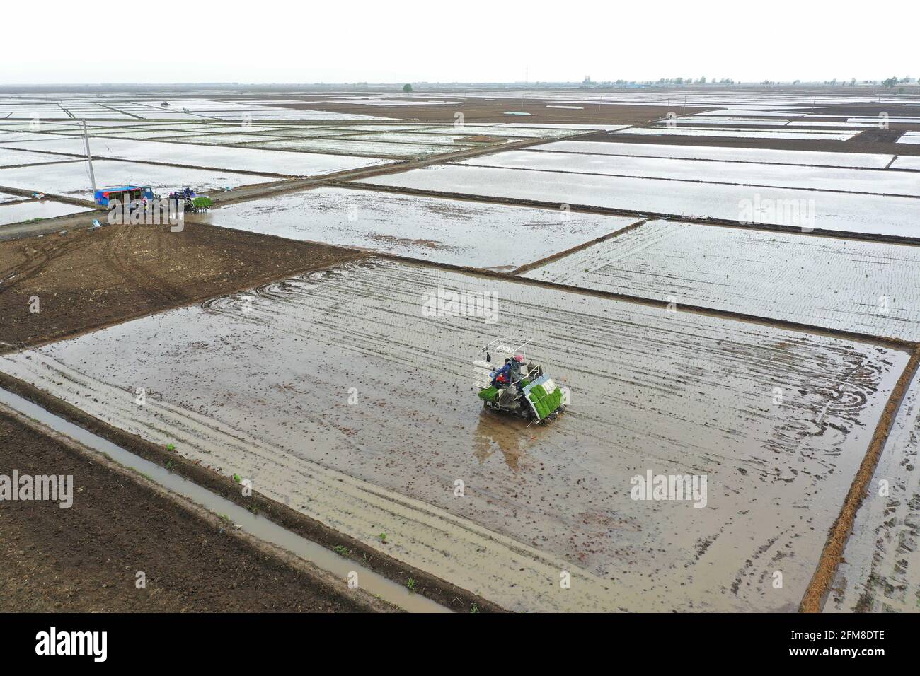 Farmers transplanting rice china hi-res stock photography and images ...